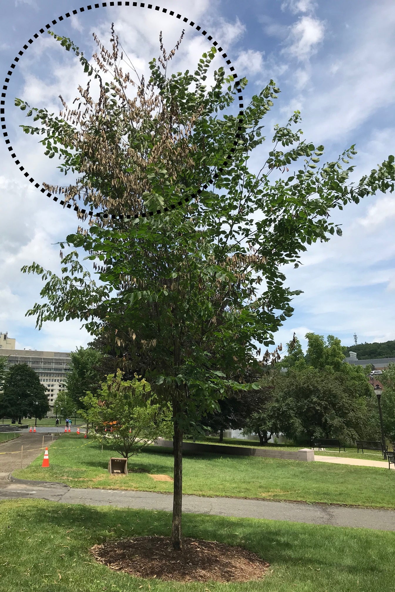 Dutch Elm Disease Treatment – Preservation Tree Care